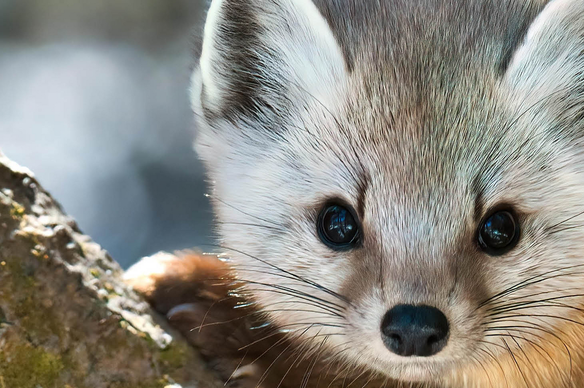 Marder – So wirst du ihn wieder los: Knappe